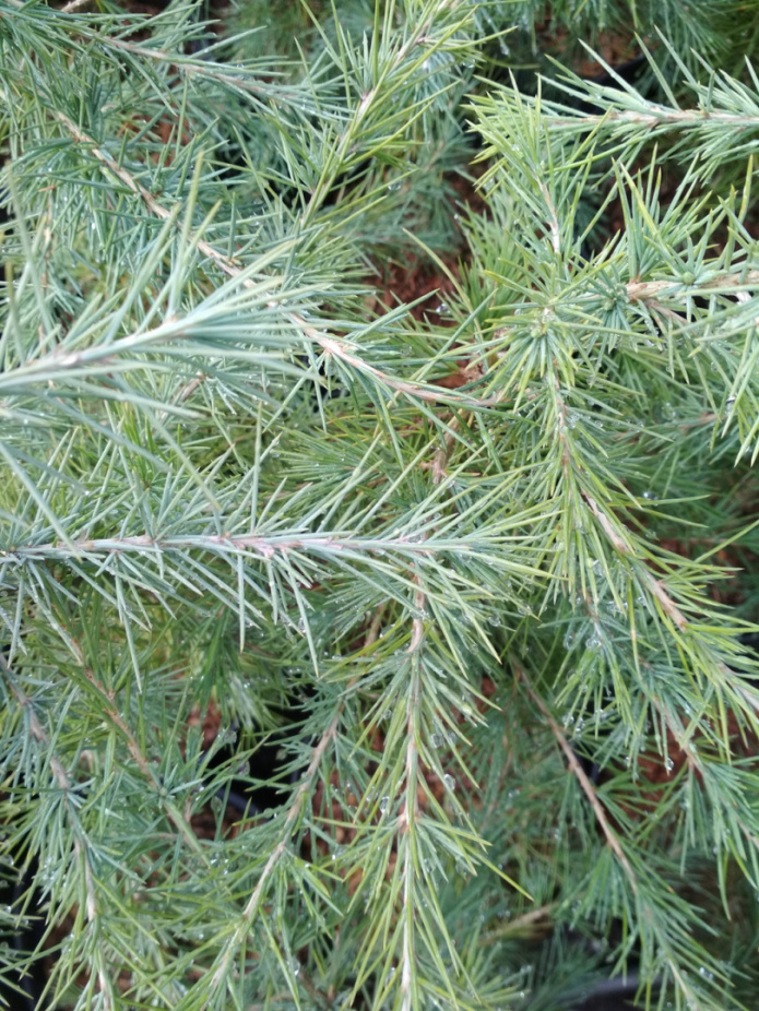 Cedr himalajski- Ogrodniczy sklep internetowy WIK-TOR